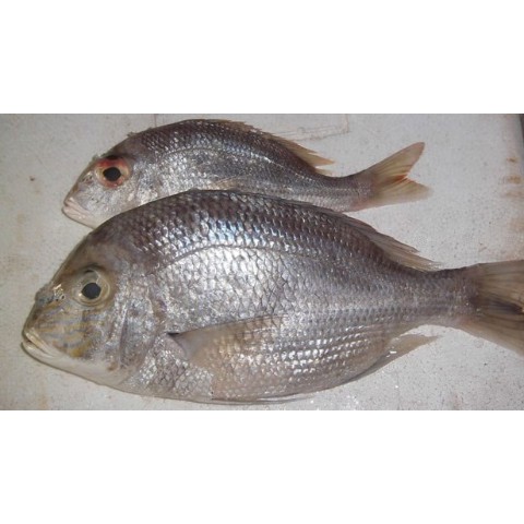 Jual Ikan Kerok / Ikan Padi-padi 1 ekor | Shopee Indonesia