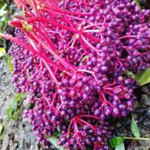 Jual 500 GRAM BUAH PARIJOTO UNTUK PROMIL UNTUK IBU HAMIL BUAH PARIJOTHO ...