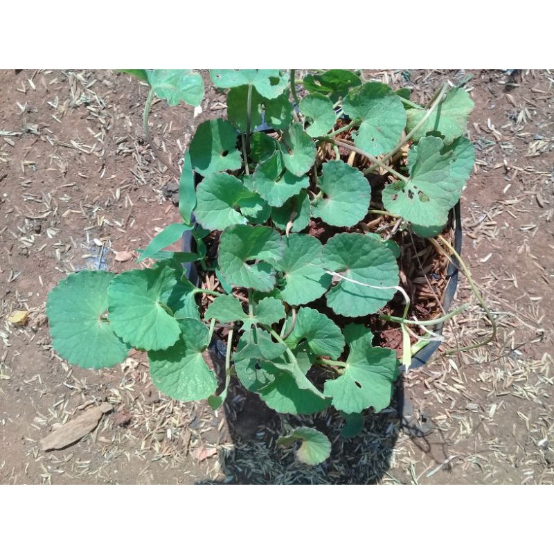 Jual tanaman obat pegagan merah | Shopee Indonesia