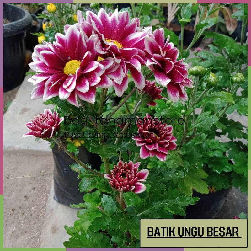 Jual TANAMAN BUNGA KRISAN SERUNI ASTER BERBUNGA CANTIK | Shopee Indonesia