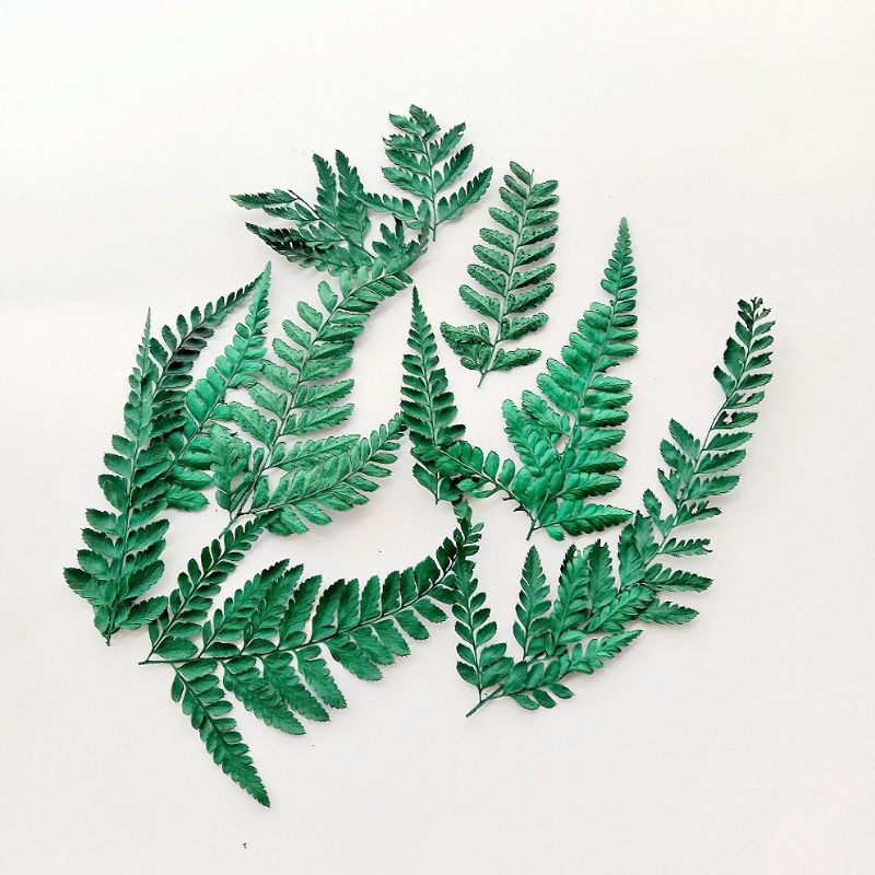 Jual DAUN PAKIS HIJAU MINI / PAKIS LEAF /PROPERTI FOTO | Shopee Indonesia