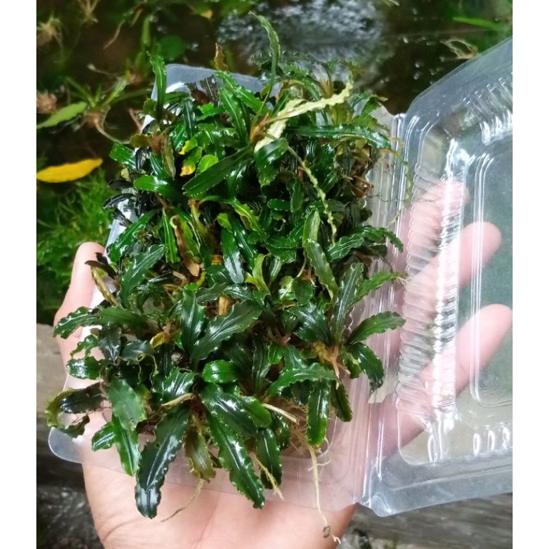 Jual tanaman aquascape Buce Velvet | Shopee Indonesia