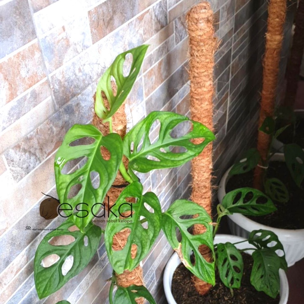 Jual turus ±70-75 cm turus tanaman penyangga tanaman sabut kelapa stik ...