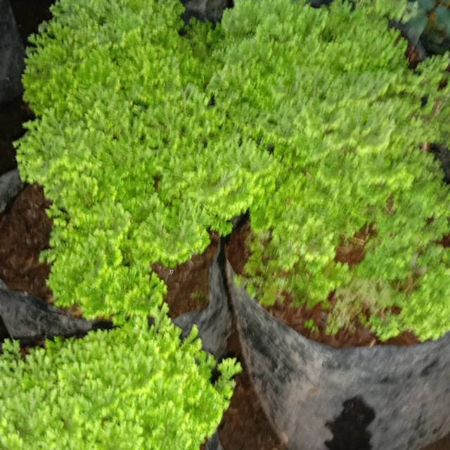 Jual Rumput papua | Shopee Indonesia