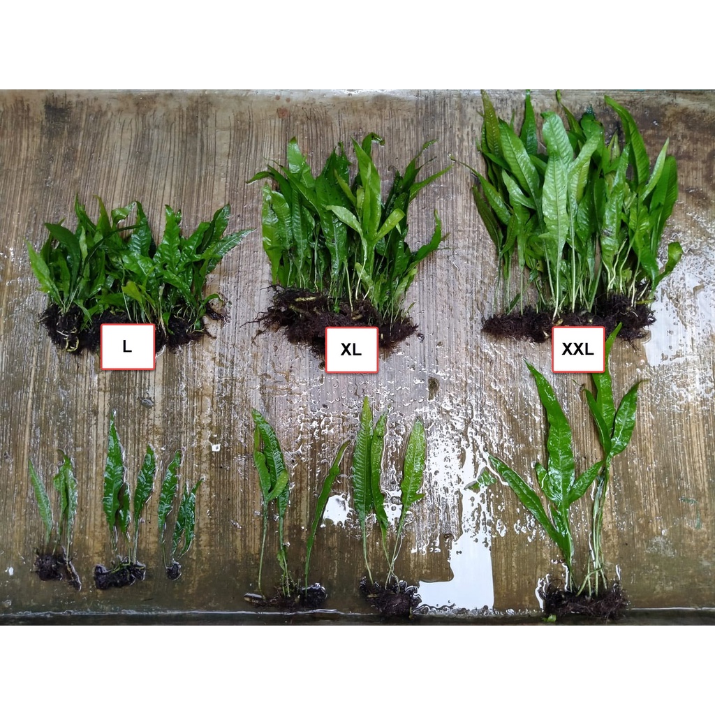 Jual Tanaman Aquascape - Kadaka Java Fern / Microsorum Pteropus ...