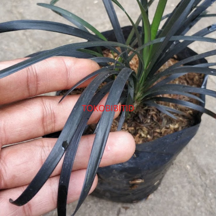 Jual Tanaman Hias Rumput Hitam ( Black Mondo Grass ) | Shopee Indonesia