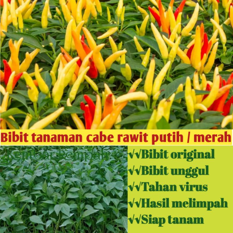 Jual Bibit cabe lombok rawit super siap tanam | Shopee Indonesia