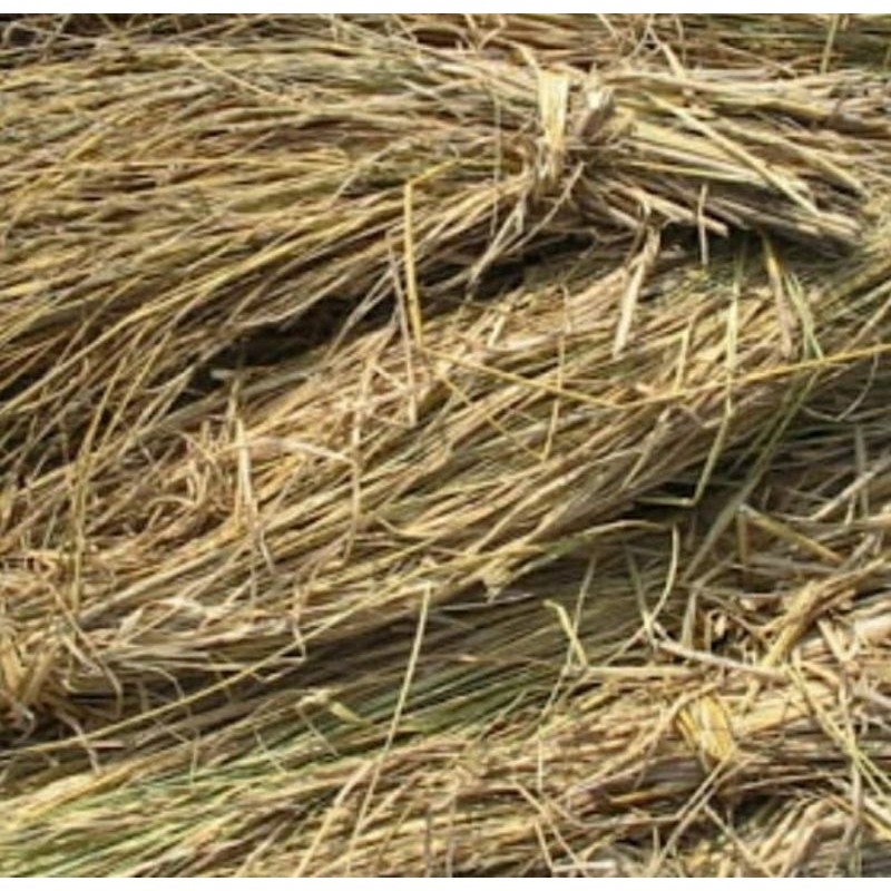 Jual JERAMI PADI JERAMI KERING | Shopee Indonesia