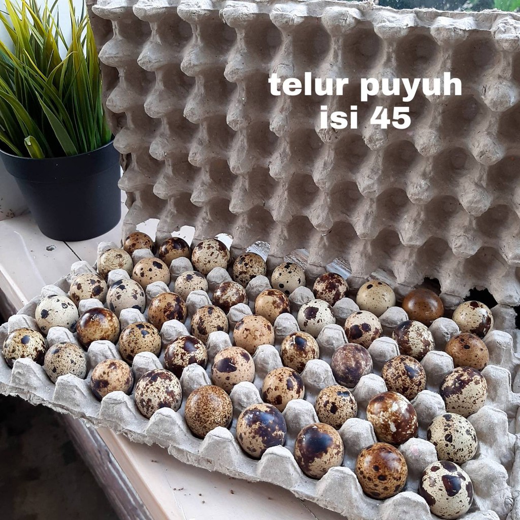 Jual Telur Puyuh Isi 45 Butir | Shopee Indonesia