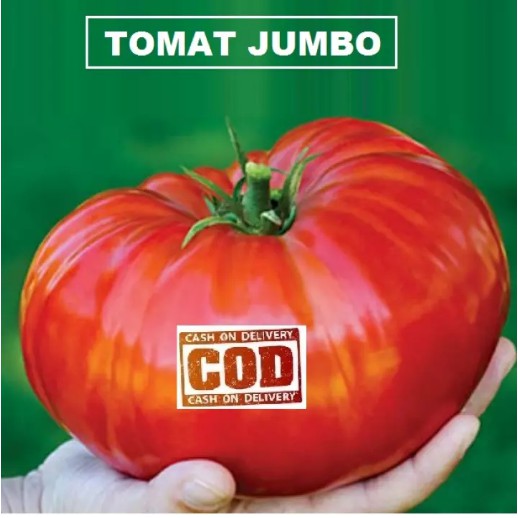 Jual TOMAT RAKSASA F1 3 Biji / Benih / bibit - TOKO BIBIT MAKMUR ...