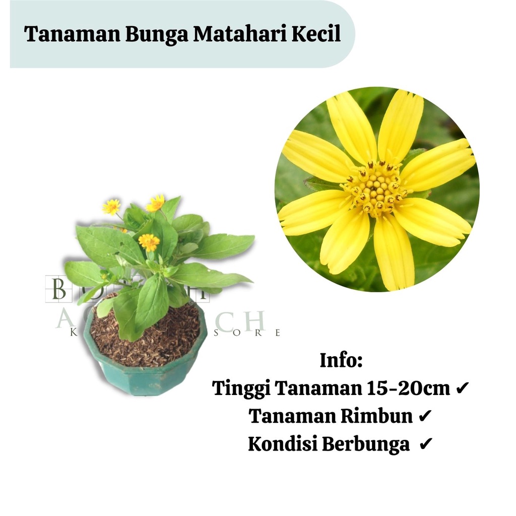 Jual Bunga Sunflower Mini/Tanaman Bunga Matahari Kecil Sudah Berbunga ...