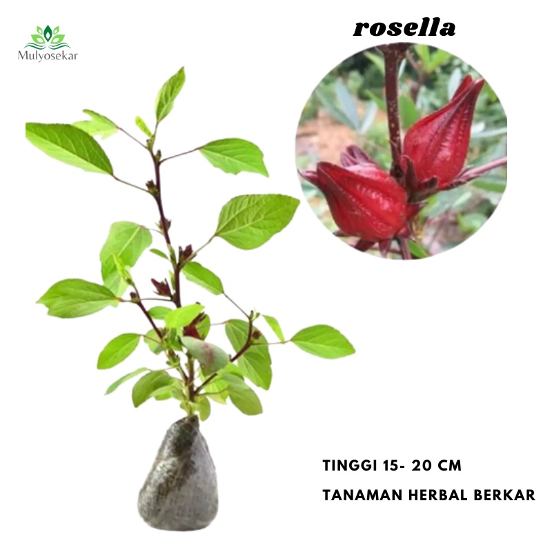 Jual Tanaman hias bunga Rosella - bibit tanaman hias - teh Rosela ...