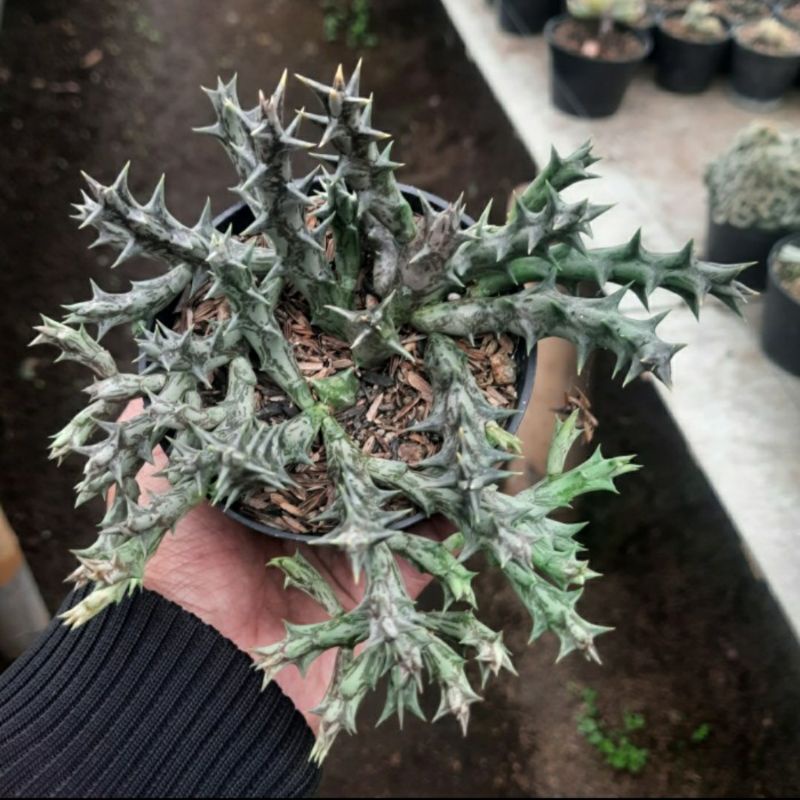 Jual Kaktus Huernia Stapelia Orbea Dummeri | Kaktus Pilih Jenis Potelam ...