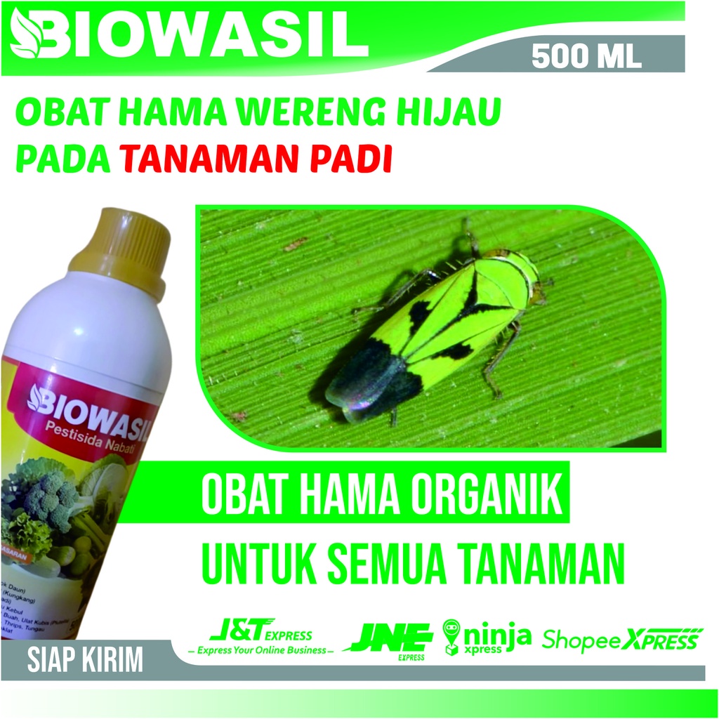 Jual Promo BIOWASIL 500 ml Pestisida Cair Basmi Hama Wereng Hijau Padi ...