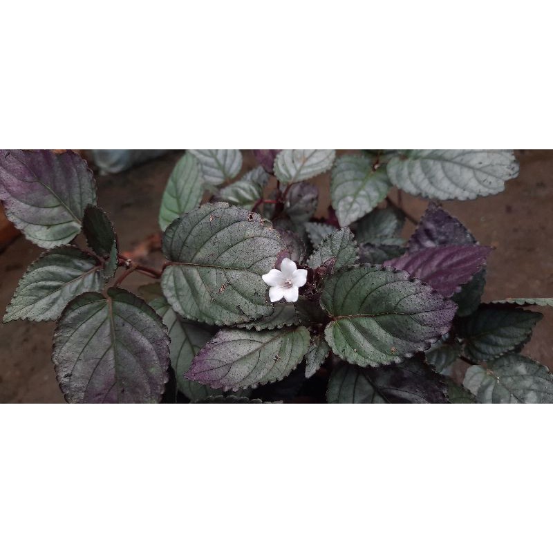 Jual Sambang Getih , Hemigraphis colorata | Shopee Indonesia