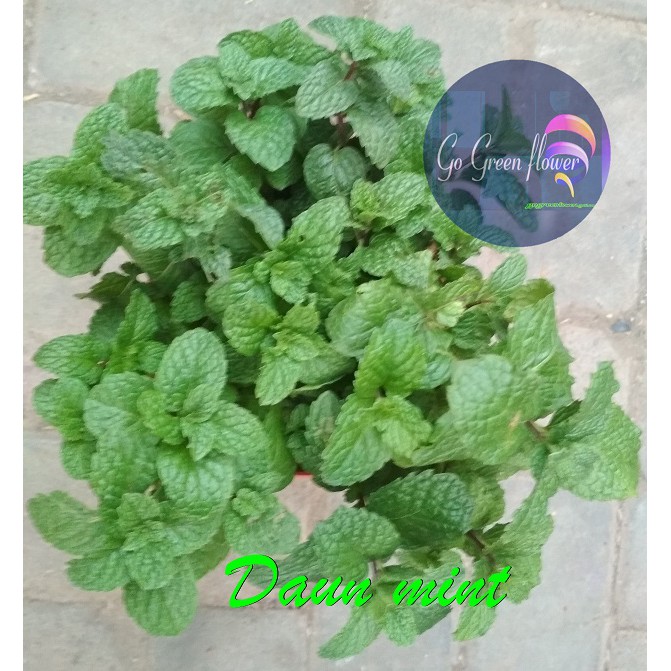 Jual Daun Mint Daun Super Mint Tanaman Herbal Murah Berkwalitas ...