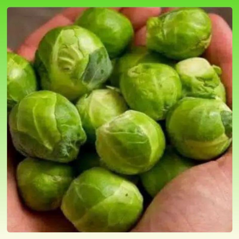 Jual 2 Benih Kol Mini / Kubis Mini / Brussels sprout | Shopee Indonesia