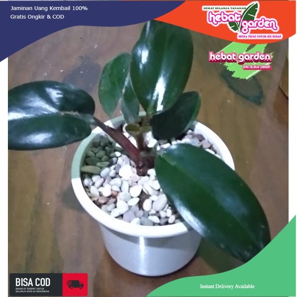Jual philodendron Congo Rojo - philo congo | Shopee Indonesia