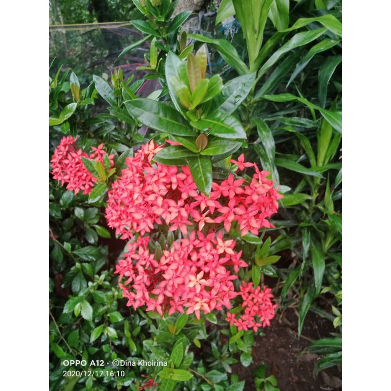 Jual Bunga asoka/soko bunga warna merah TERLARIS | Shopee Indonesia