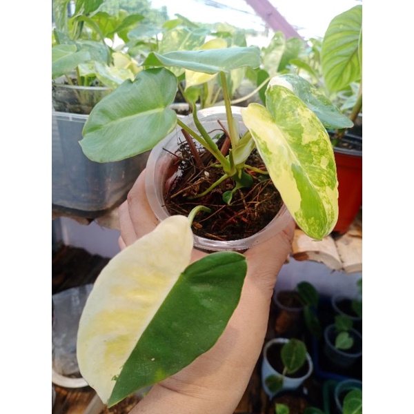 Jual Burlemark varigata rimbun | Shopee Indonesia