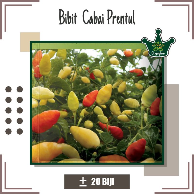 Jual Benih Cabe Rawit Prentul Gloyong Farm - Benih Sayuran | Shopee ...