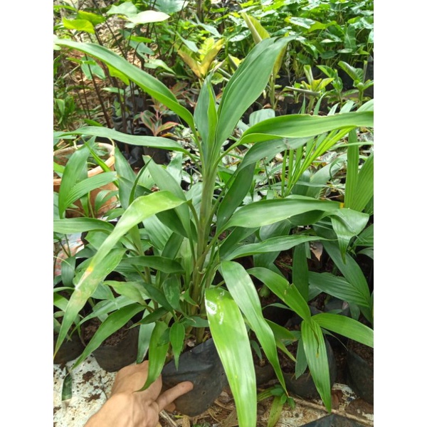 Jual Tanaman Hias Bambu Hoki/Bambu Hoki/pohon Bambu Hoki | Shopee Indonesia