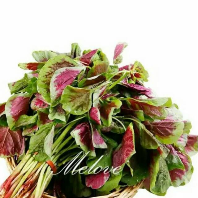 Jual Ufairah Benih Sayur Bayam Loreng Untuk Kesehatan isi 100 benih ...