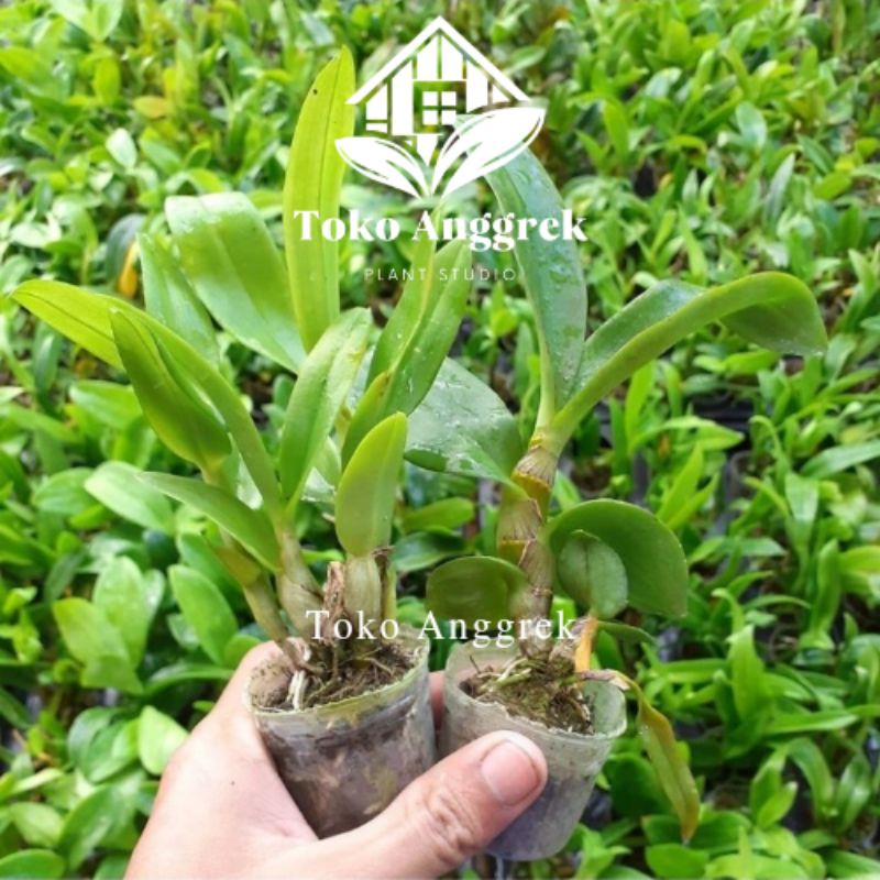 Jual Anggrek Dendrobium Seedling Murah Besar atau Dendro Hybrid Bunga ...