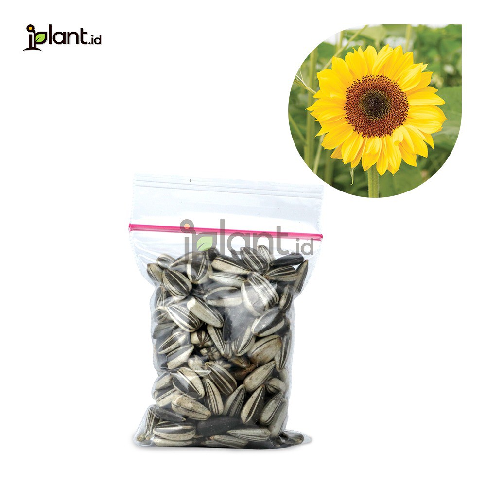 Jual Sunflower Seed / Biji bunga matahari | Shopee Indonesia