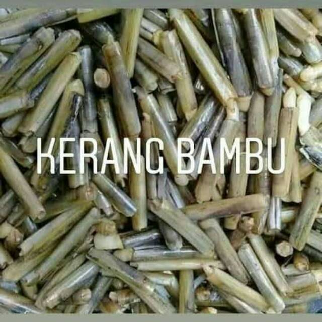 Jual KERANG BAMBU FRESH | Shopee Indonesia