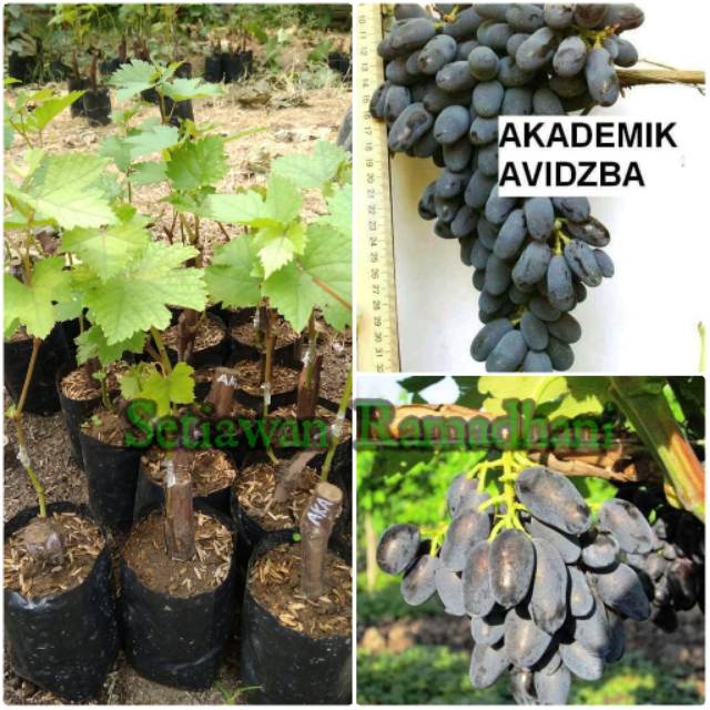 Jual Bibit Tanaman Anggur Import Akademik Avidzba | Shopee Indonesia