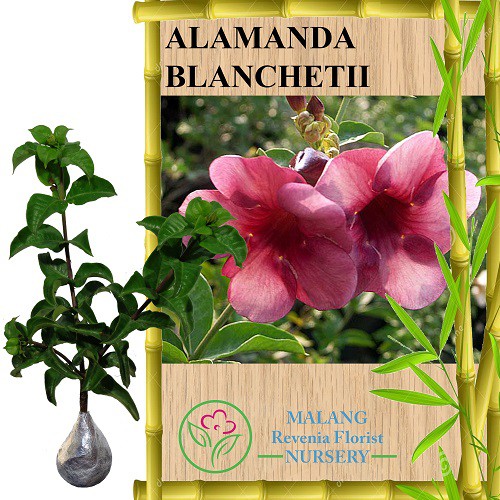 Jual Tanaman Alamanda Blanchetii | Shopee Indonesia
