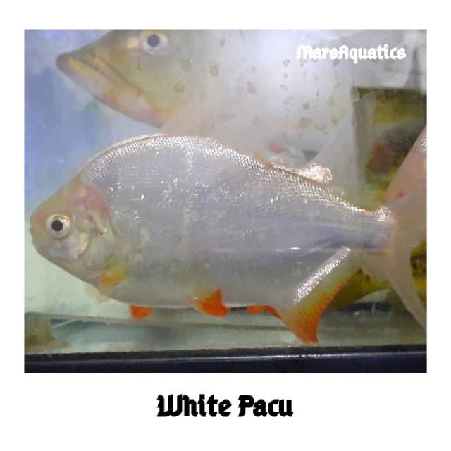 Jual Hiasan Aquarium Ikan White Pacu Albi no Ikan Hias tankmate ...