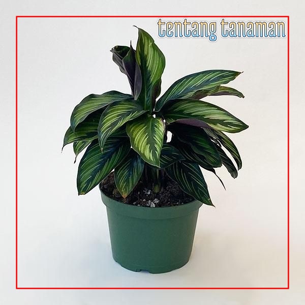 Jual Jenis Calathea Calatea Kalatea Beauty Star Ornata White Star Batik ...