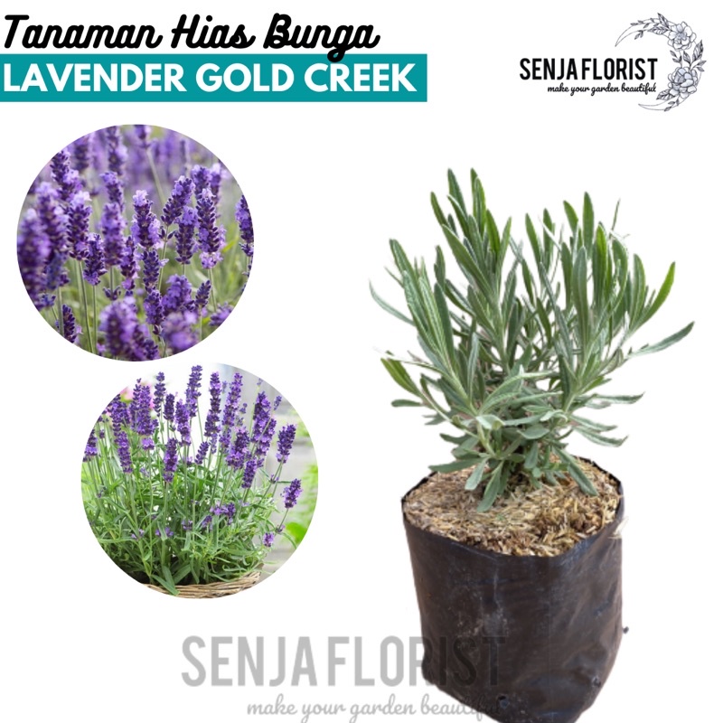 Jual Tanaman Hias Bunga Lavender Gold Creek Asli - Tanaman Pengusir Nyamuk - Tanaman Bunga ...