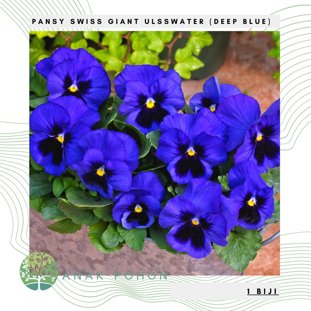 Jual Benih Bibit Biji - Bunga Pansy Swiss Giant Ulsswater Deep Blue ...