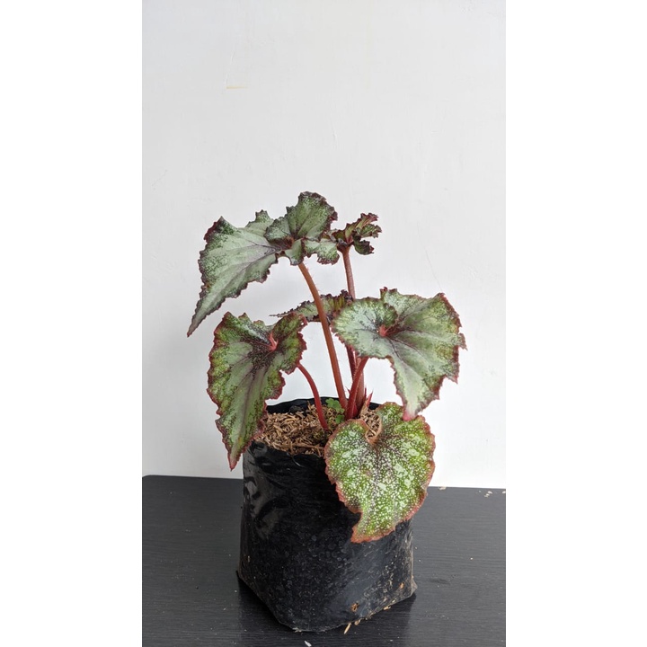Jual Begonia rex unik unik banyak variasi murah (BISA PILIH WARNA ...