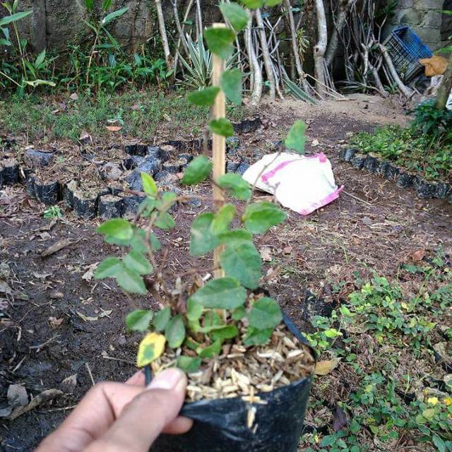 Jual Tanaman hias rambat dolar daun kecil - pohon dolar daun kecil ...
