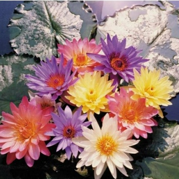 Jual Biji Bunga Teratai Colorfull Bowl of Lotus Seed Hydroponics Plants ...