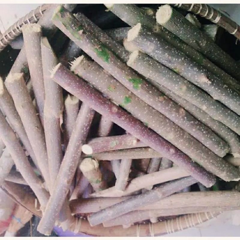 Jual Batang stek daun gamal (1 kg) | Shopee Indonesia