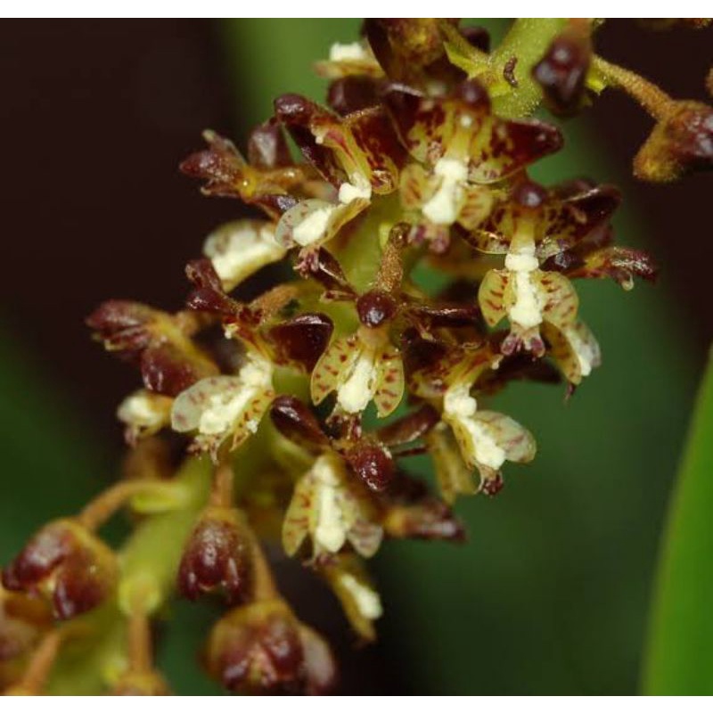 Jual Anggrek vanda eria iridifolia | Anggrek spesies | Shopee Indonesia