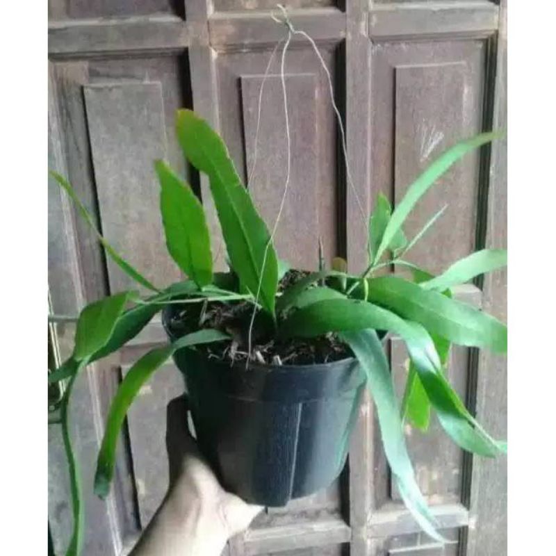 Jual Promo!!!Wijaya Kusuma - tanaman hidup - usia 4/5 bulan - bunga ...