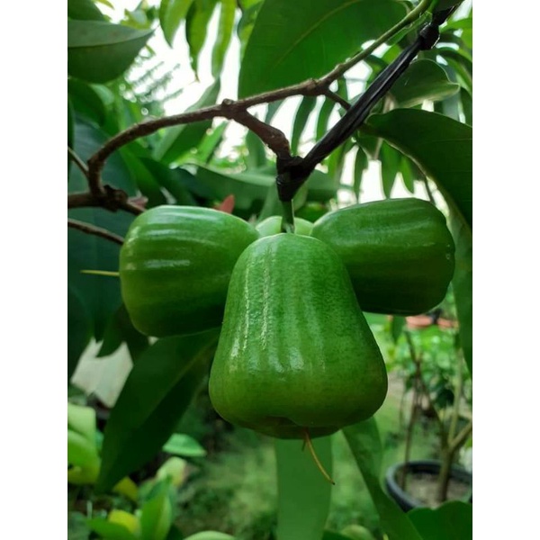 Jual Bibit Jambu Air Kiojok (fresh Cangkok) | Shopee Indonesia