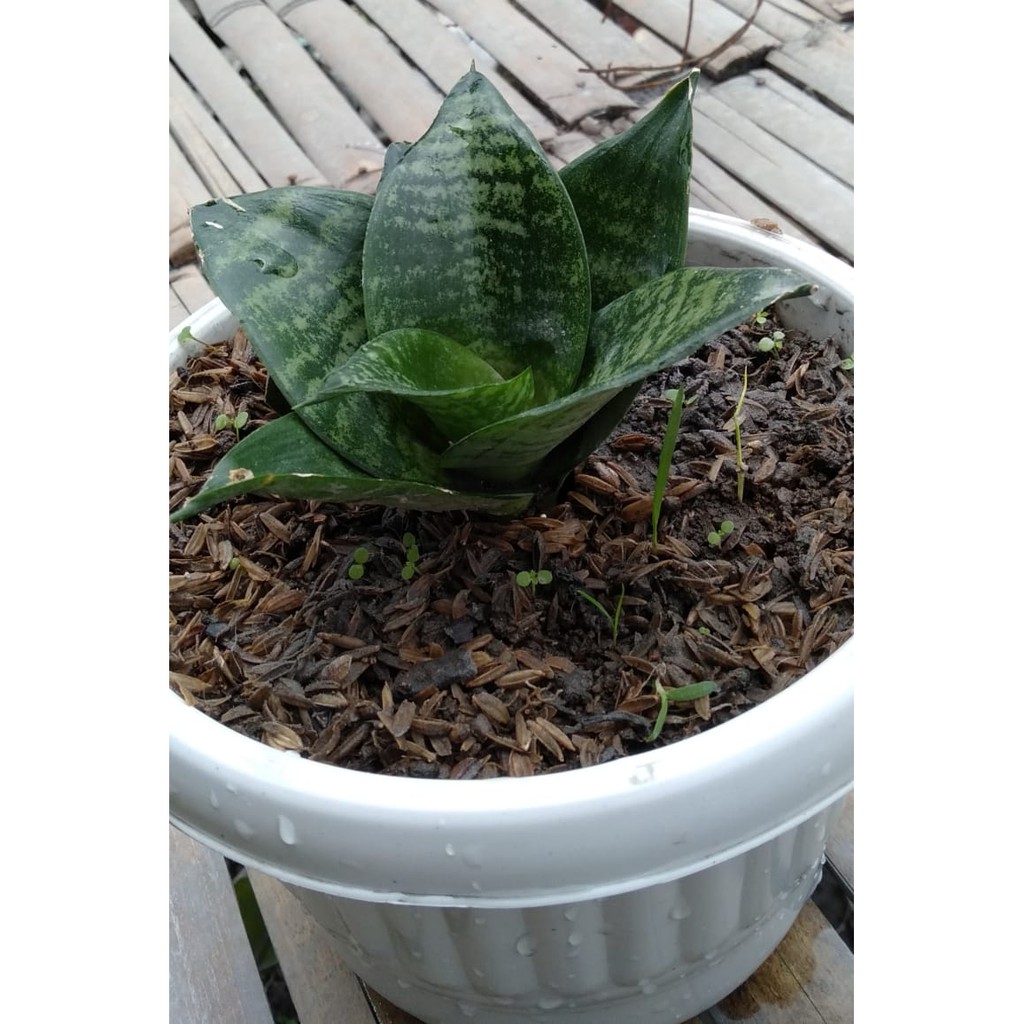 Jual Sansevieria Mini Hijau / Baby Sansevieria Green atau Lidah Mertua ...