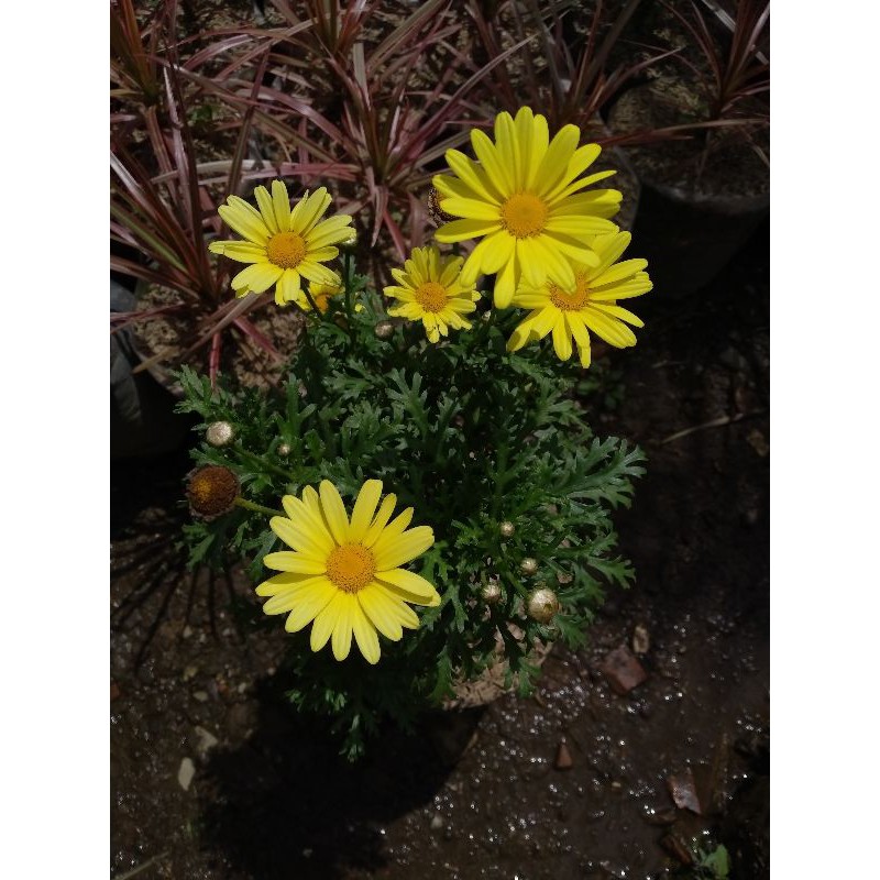 Jual TANAMAN HIAS/BUNGA HIAS/kenikir cosmos/daisy/bunga daisy kuning ...