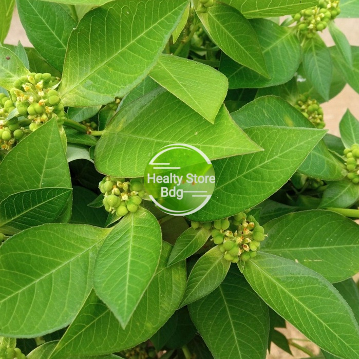 Jual Daun kate mas atau daun sena segar 1 kg | Shopee Indonesia