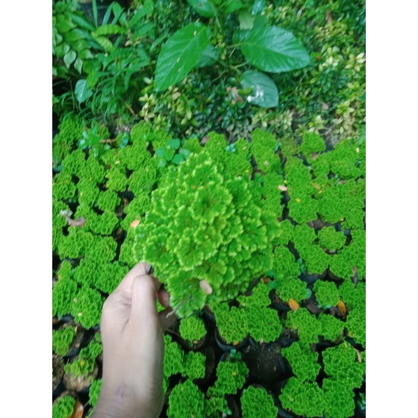 Jual LUMUT/RUMPUT PAPUA | Shopee Indonesia