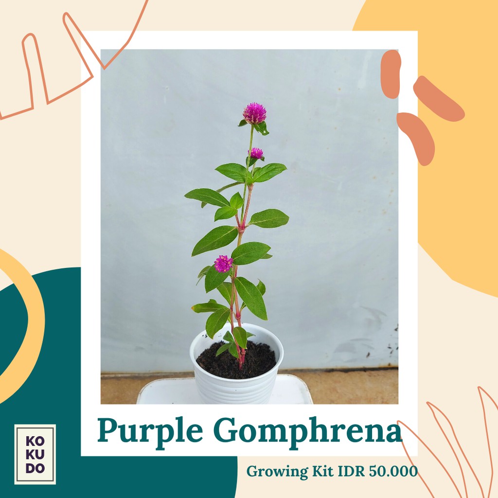 Jual Purple Gomphrena Flower Growing Kit / Paket Menanam Tanaman Bunga ...