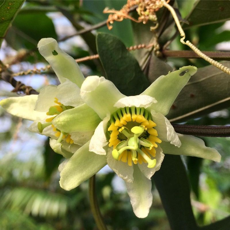 Jual Bibit tanaman bunga kupu-kupu/ketungkeng/tongkeng sayur ...