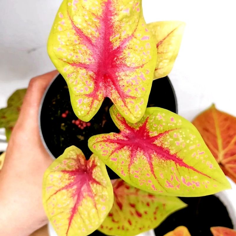 Jual Caladium Tears Of Sun / bunga keladi / tanaman hias keladi murah ...